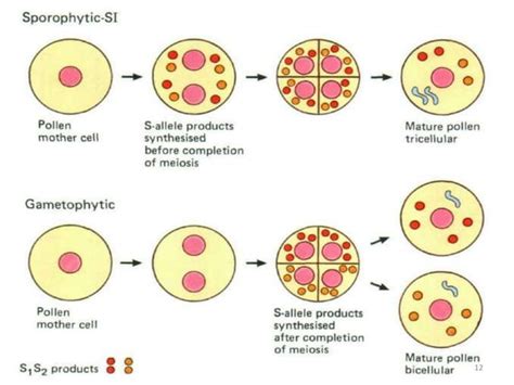 Self Incompatibility In Plants Pptx