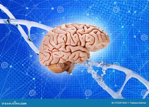 Human Brain On DNA Helix Background Deoxyribonucleic Acid Nucleic Acid Molecules Human Genome