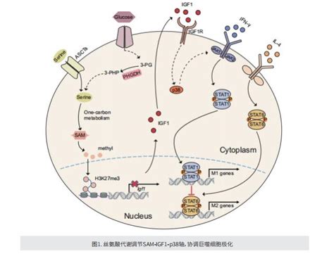 文献解读 丝氨酸代谢通过调节igf1 P38轴协调巨噬细胞极化 产品专题 武汉云克隆科技股份有限公司官方网站