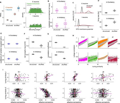 Efficient Coding In Biophysically Realistic Excitatory Inhibitory Spiking Networks Elife
