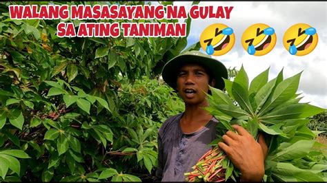 Talbos Ng Balinghoy Para Sa Panggulay Youtube