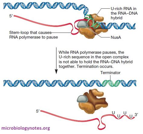 Transcription In Prokaryotes Initiation Elongation And Termination