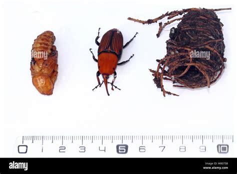 Red Palm Weevil Rhynchophorus Ferrugineus With Its Cocoon And Nymph And Ruler For Scale
