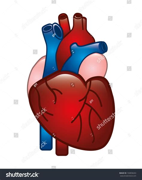 Human Heart Animation