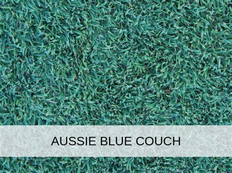 Queensland Blue Couch Grass