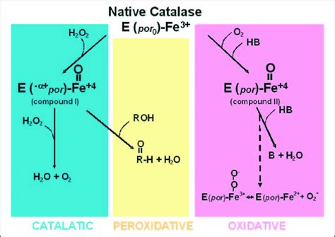 Catalase Reaction With Hydrogen Peroxide