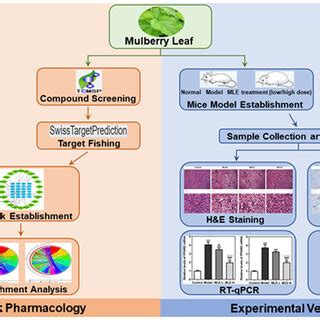 Flowchart Illustrating The Network Analysis Approach And Study Design Download Scientific