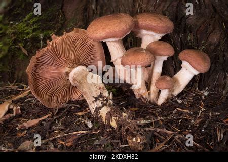 Large Honey Mushrooms Armillaria Cf Altimontana Growing Out Of The