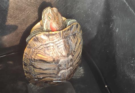 伸着头的乌龟 高清图片素材