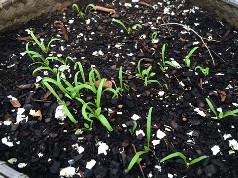 Fall Vegetable Gardening