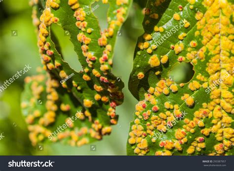 Fungal Plant Pathogen Images Stock Photos Vectors Shutterstock