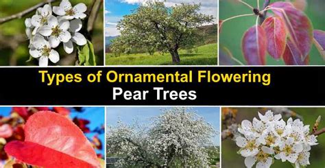 Types Of Ornamental Flowering Pear Trees Fruitless Pear Trees Pictures