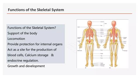 Functions Of The Skeletal System Pptx