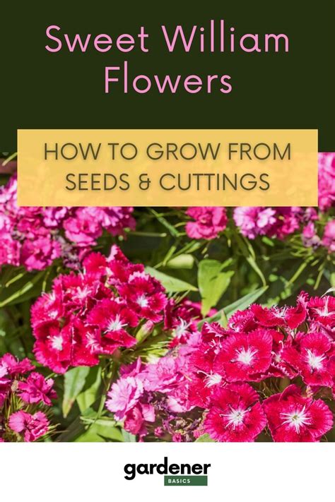 Sweet William Flowers A Simple Guide On Growing And Caring For Them