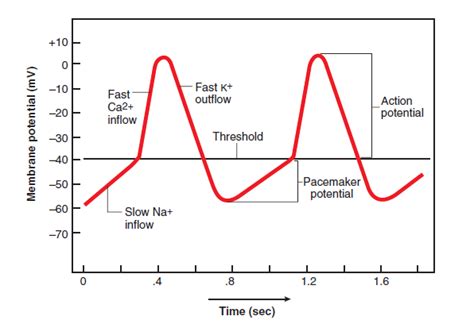 ScienceNectar The Heart