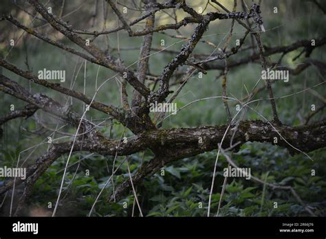 Broken Branch Of The Tree Lying On A Ground Stock Photo Alamy