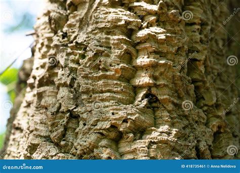 Textured Bark Of Quercus Suber Tree Royalty Free Stock Image