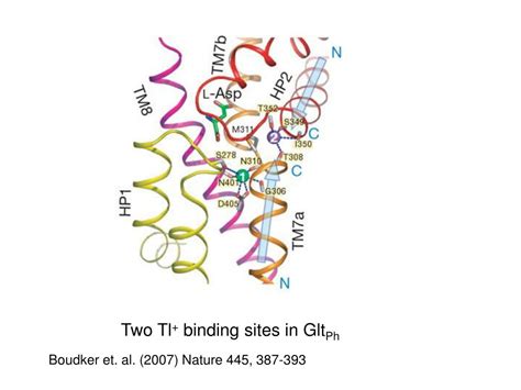 Ppt Structure And Function Of Neurotransmitter Transporters Powerpoint Presentation Id 4702127