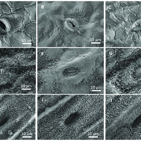 Scanning Electron Micrographs Of The Adaxial Side Of Untreated Aeh