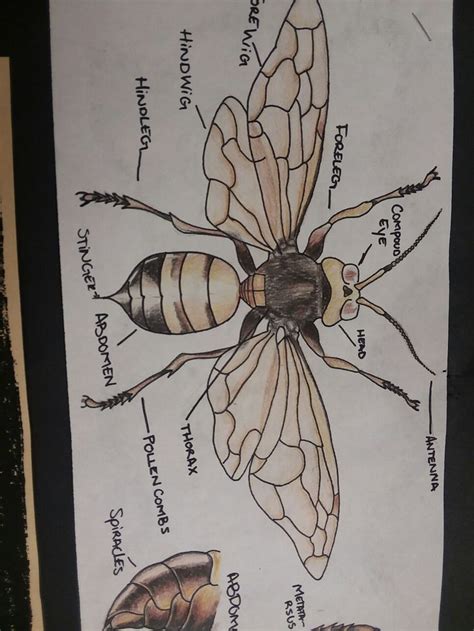 Insect Diagram Drawing