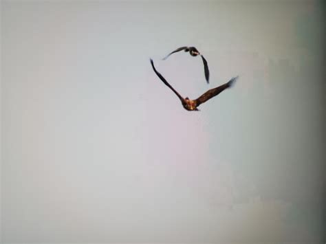 New Monitor Color Issue Rcomputer