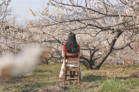 2023 광양 매화축제 매화마을 3월 봄꽃축제 여행지 가볼만한곳 네이버 블로그