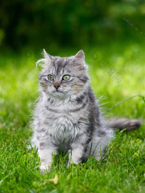 动物射击可爱的绒毛猫 包图企业站
