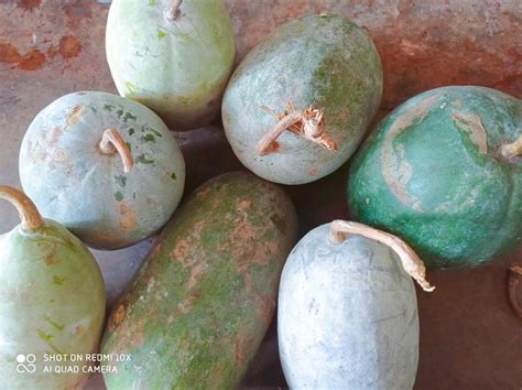 လိပ်သိုမြို့တွင် ကျောက်ဖရုံသီးများ အရွယ်အစားပေါ်မူတည်၍ ဈေးကောင်းရရှိ Information And Public