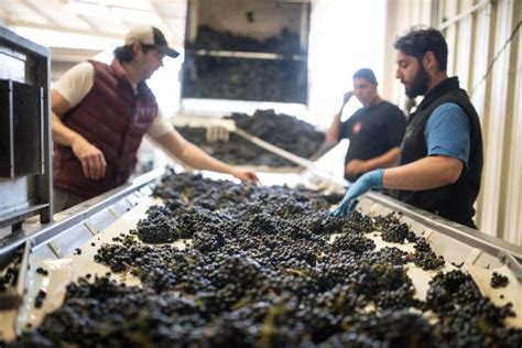 Napa Valley Harvest Season August October