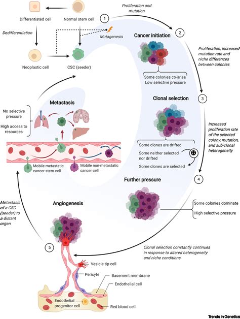 Clonal Selection Parallels Between Normal And Cancer Tissues Trends In Genetics