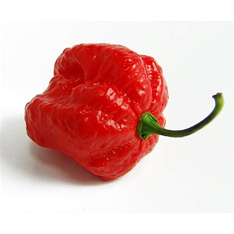 Buy Moruga Chilli Plug Plant