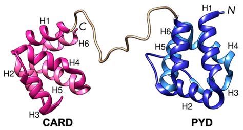 Apoptosis Associated Speck Like Protein Containing A Card Asc