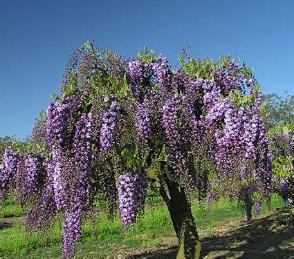 Wisteria Floribunda Black Dragon Tree Form White Flower Farm