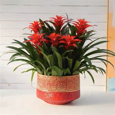 带你欣赏下在家养的凤梨 搜狐大视野 搜狐新闻