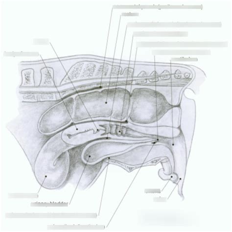 Cow Reproductive Tract Diagram Quizlet