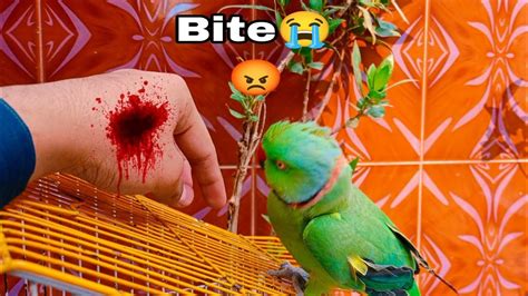 Indian Ringneck Parrot 🤯🤯 Youtube