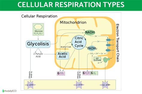 Mitochondria Structure And Function With Diagrams Of Mitochondria Parts