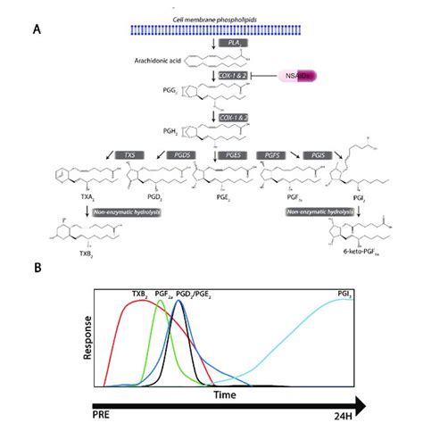 Cyclooxygenase Cox 1 And 2 Pathways Of Lipid Mediator Biosynthesis Download Scientific Diagram