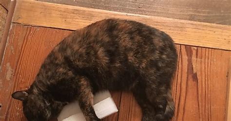 When The Cat Really Loves Styrofoam Album On Imgur