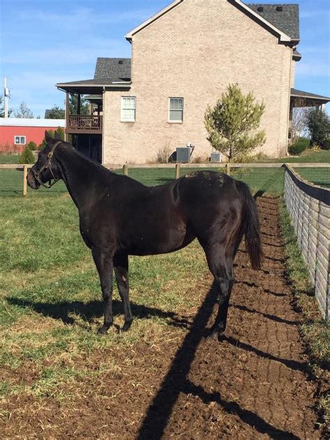The Girls Enjoying Sunshine On A Husker Hill Farm Llc