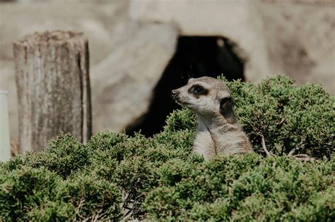 Introduction To Mongodb — A Nosql Database By Dr Virendra Kumar Shrivastava Aws In Plain