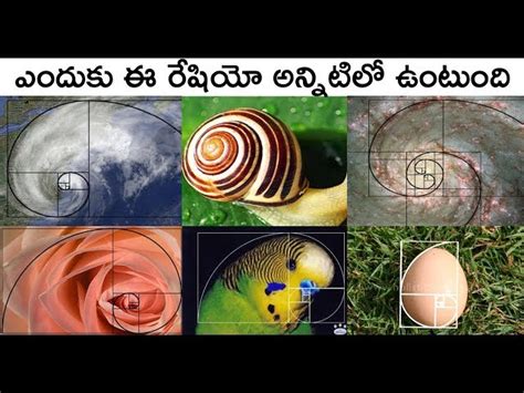 Fibonacci Sequence In Real Life Nature And Math The Fibonacci