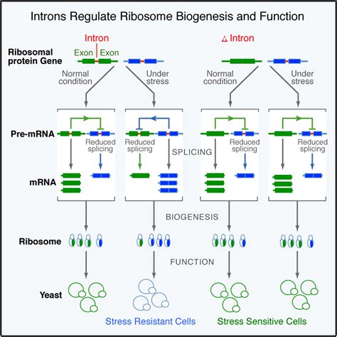 Introns Within Ribosomal Protein Genes Regulate The Production And