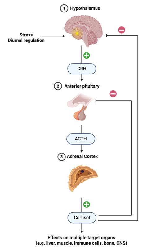 Cortisol Pathway From Hypothalamus