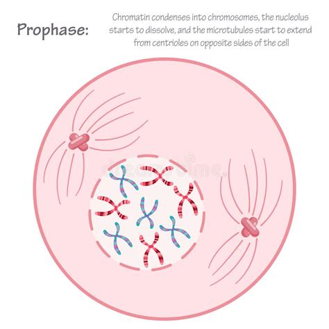 Prophase Of Mitosis Cell Division Science Graphic Stock Vector