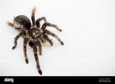 A Honduran Curly Hair Tarantula Isolated On A White Background Feeding