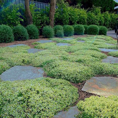 Creeping Thyme Seeds Homegrown Premium Seeds In San Diego Ca