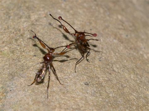 Palaeocast Palaeontology Podcasts