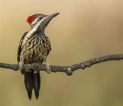 Rajesh Chowdhury Flickr