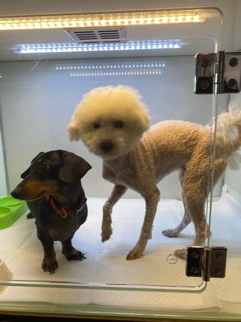 평택강아지무료분양 신평동강아지무료분양 평택닥스훈트무료분양 신평동닥스훈트무료분양 평택 2021 0031 닥스훈트 마리 비숑프리제 탄 책임분양 강아지입양 고양이입양